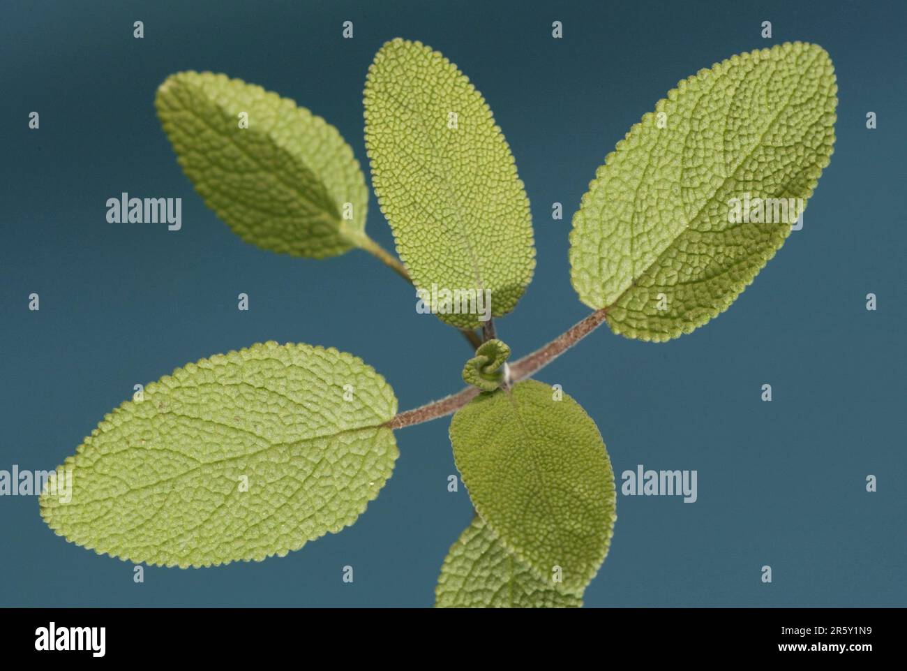 Common sage (Salvia officinalis Stock Photo - Alamy