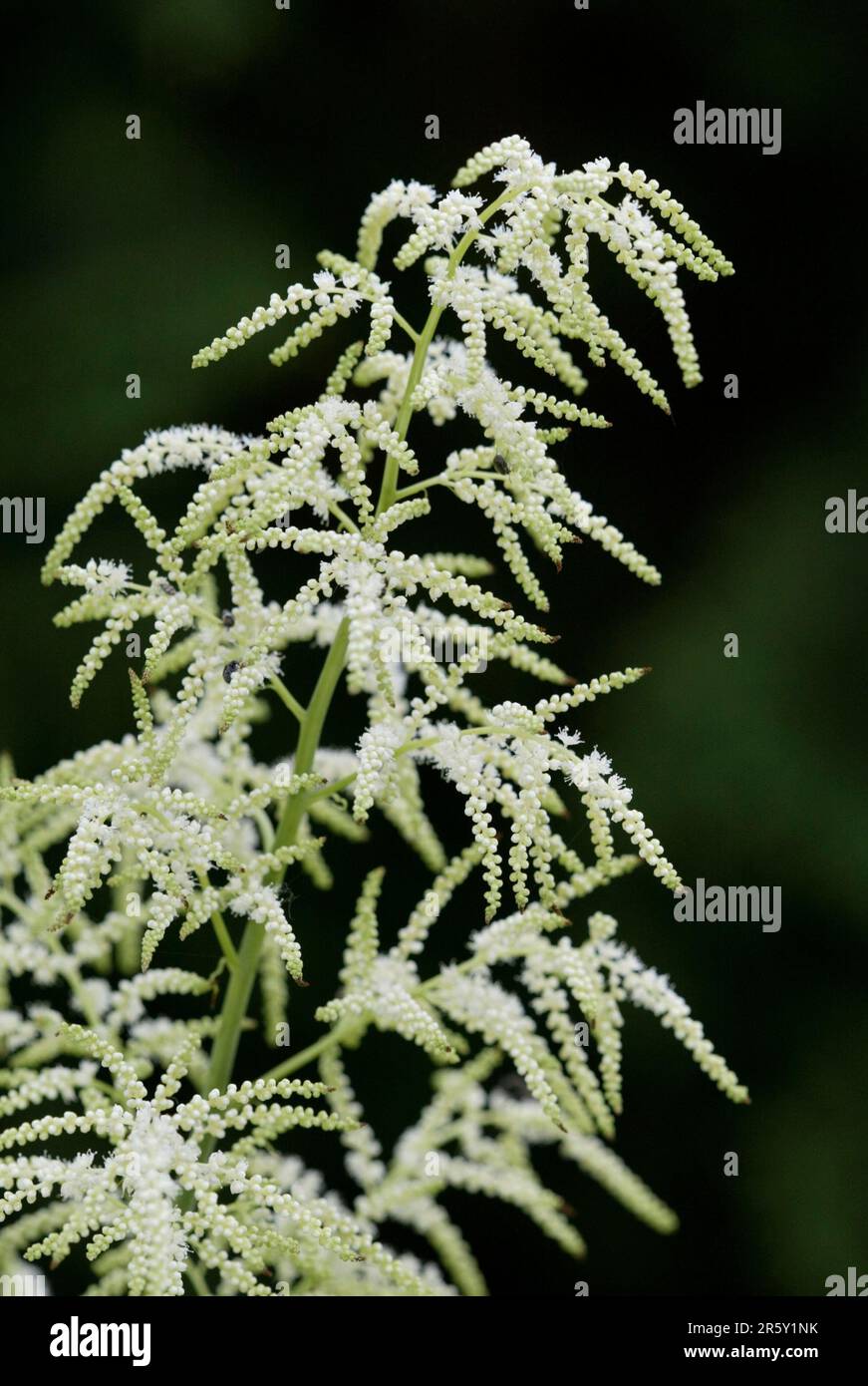 Goatsbeard Spiraea (Aruncus dioicus Stock Photo - Alamy
