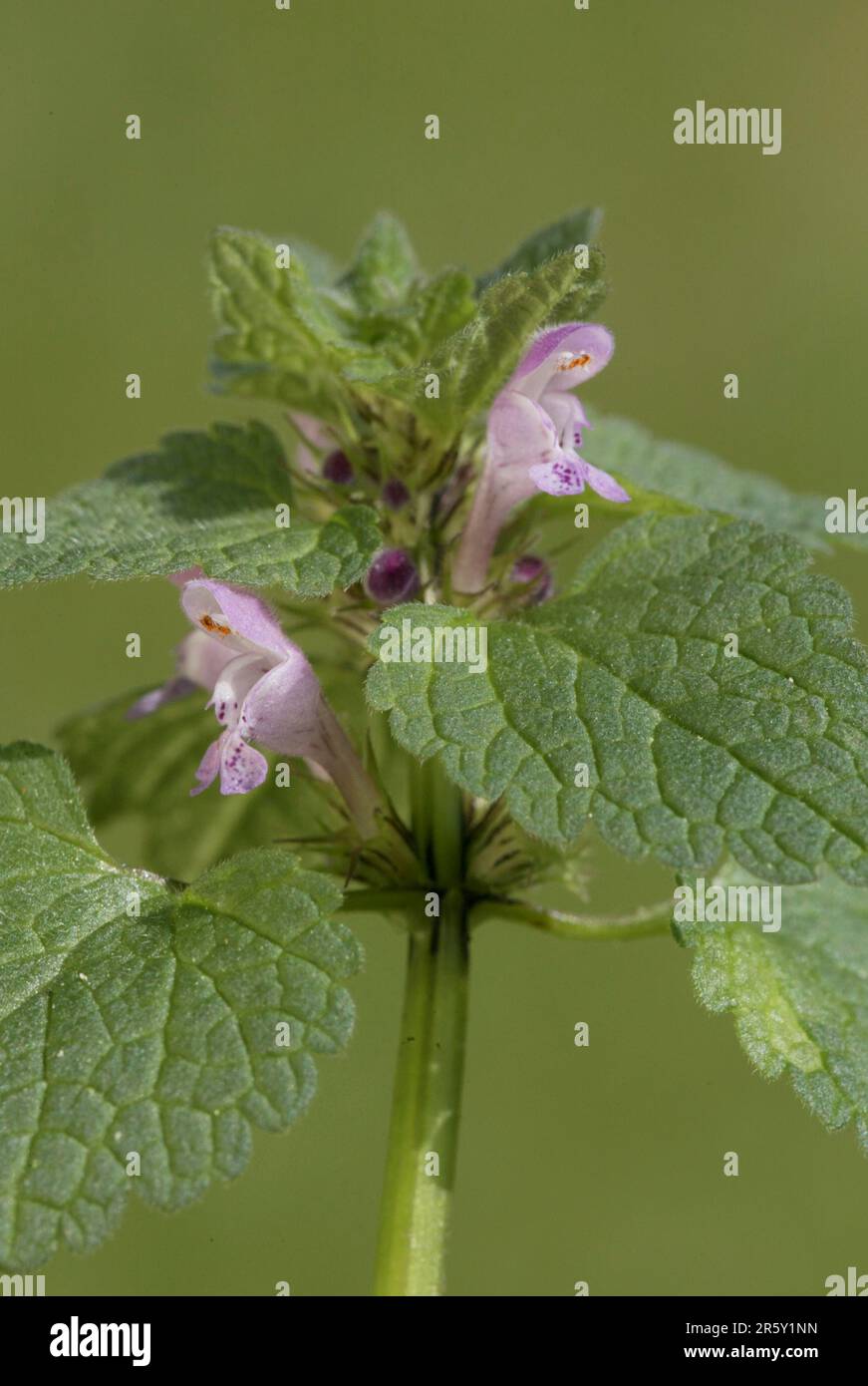 Ornamental leaf plants hi-res stock photography and images - Alamy