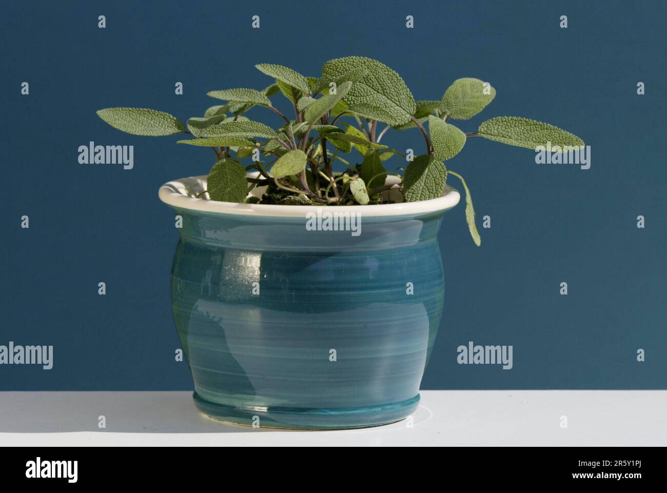 Common Sage (Salvia officinalis) in pot Stock Photo - Alamy