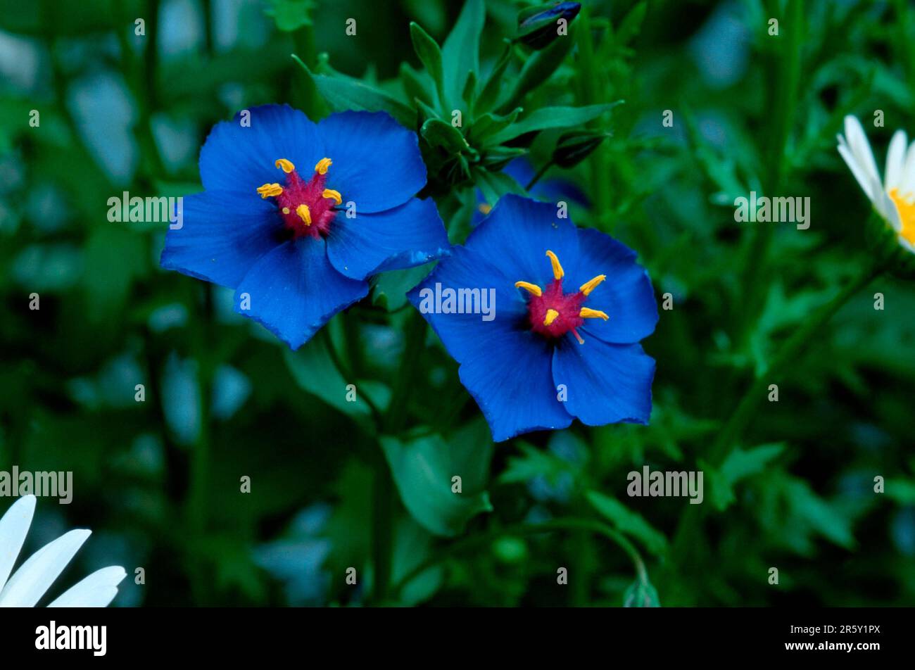 Anagallis grandiflora hi-res stock photography and images - Alamy