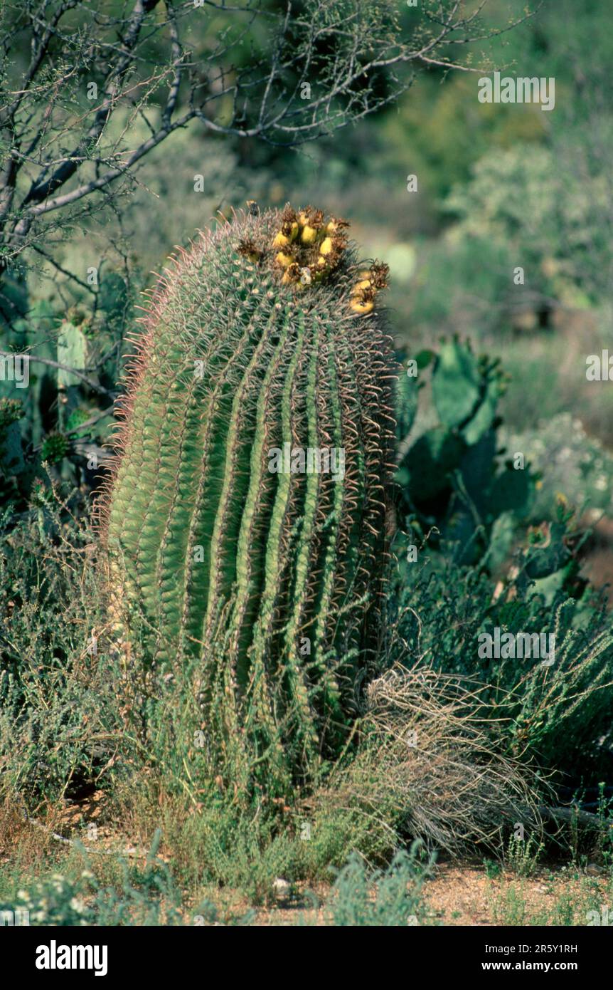 Arizona cactus hi-res stock photography and images - Alamy