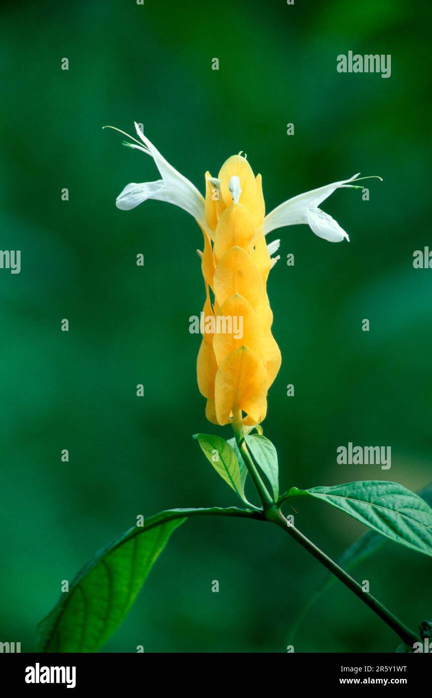 Yellow Shrimp Plant (Pachystachys lutea Stock Photo - Alamy