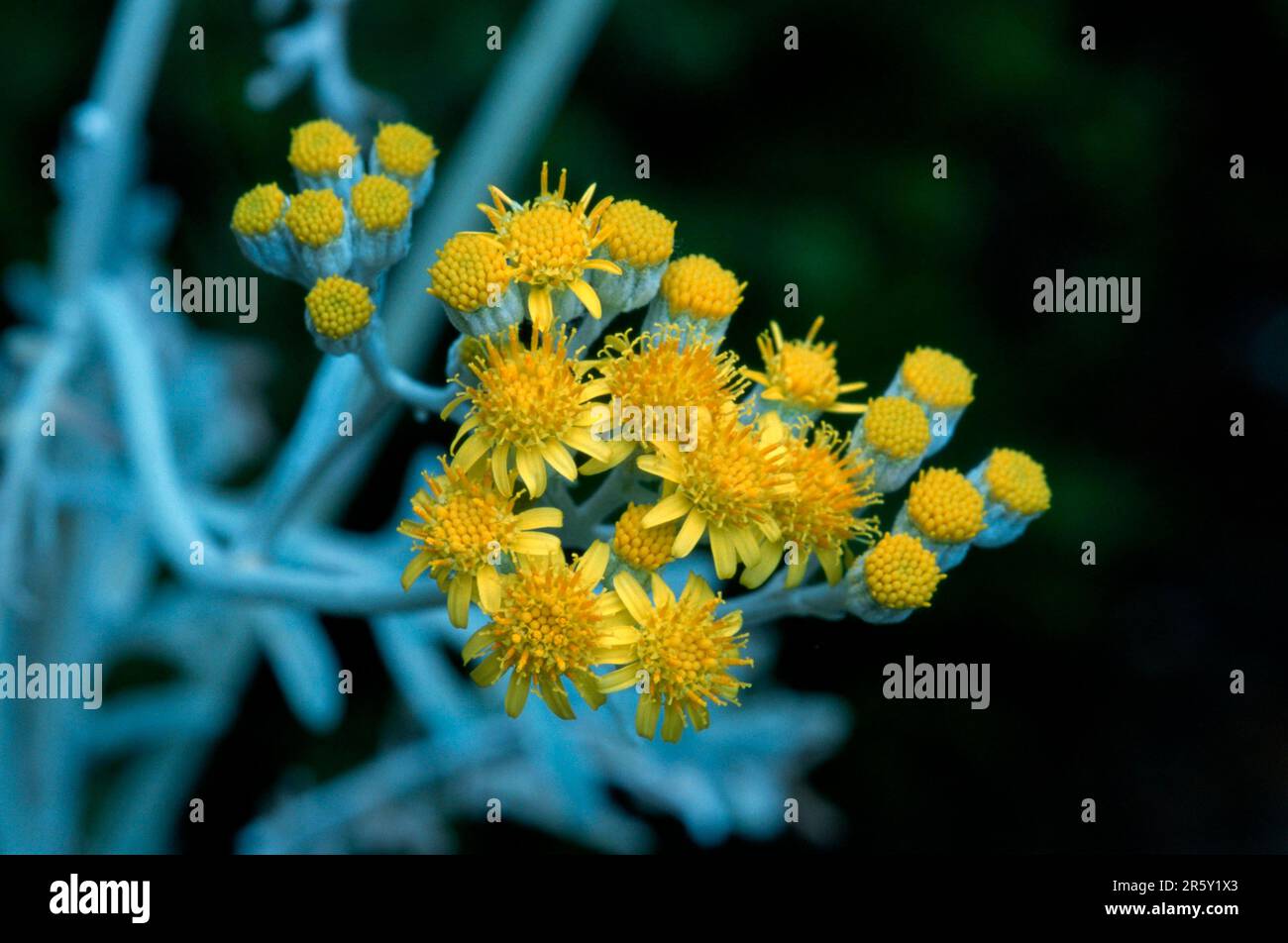 Senecio cineraria dusty miller hi-res stock photography and images - Alamy