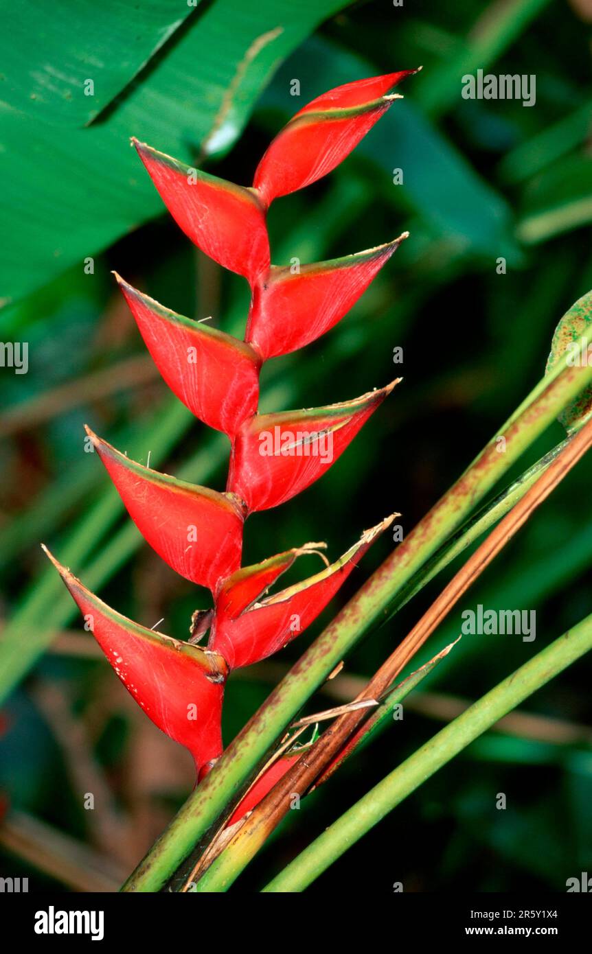 Lobster Claw, scarlet lobster-claw (Heliconia bihai), flowers, plants ...