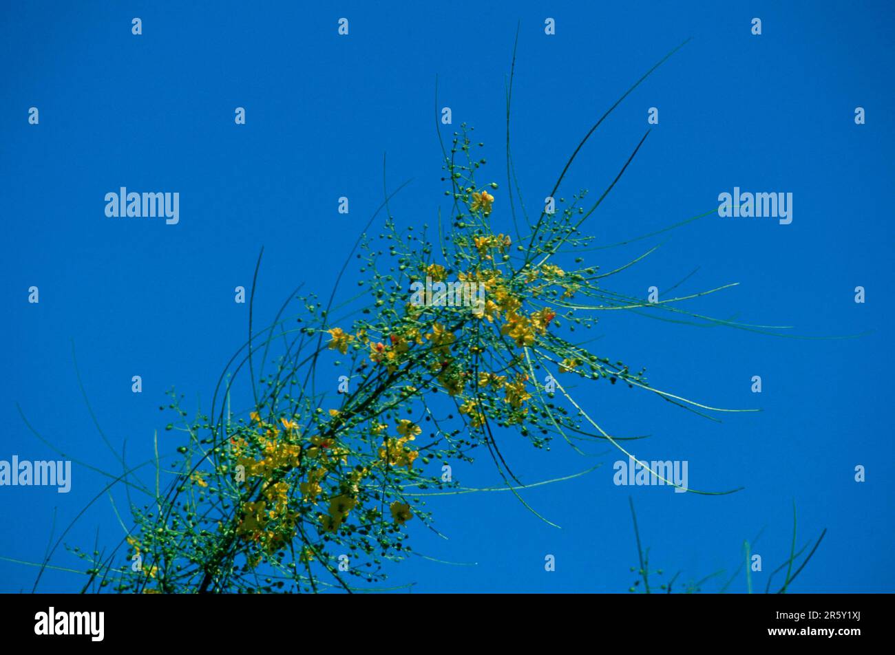 Cercidium hi-res stock photography and images - Alamy