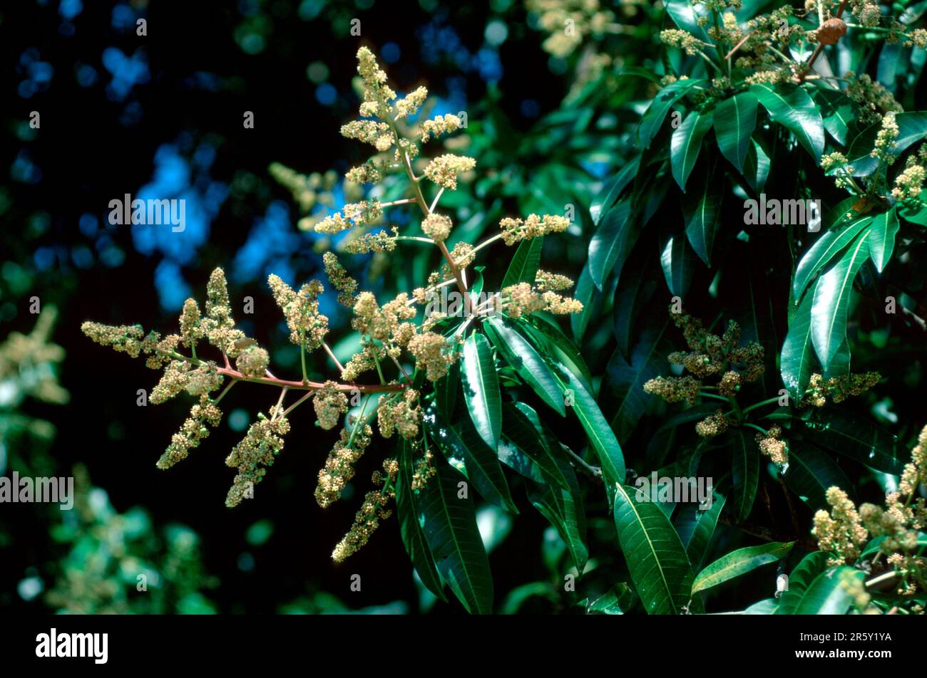 Mango tree (Mangifera indica Stock Photo - Alamy