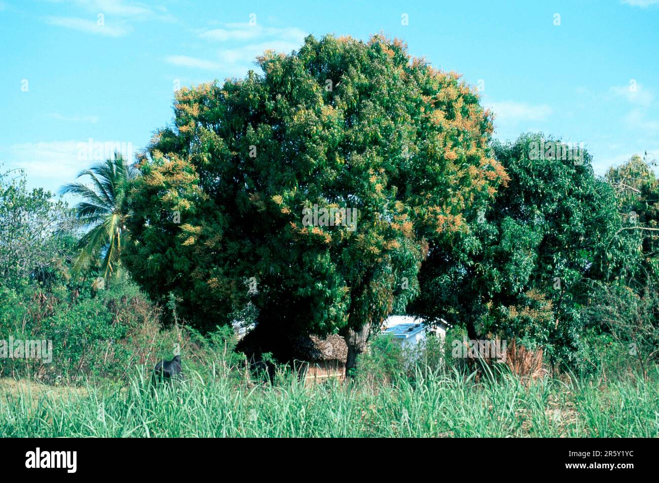 Mango tree mangifera indica hi-res stock photography and images - Alamy