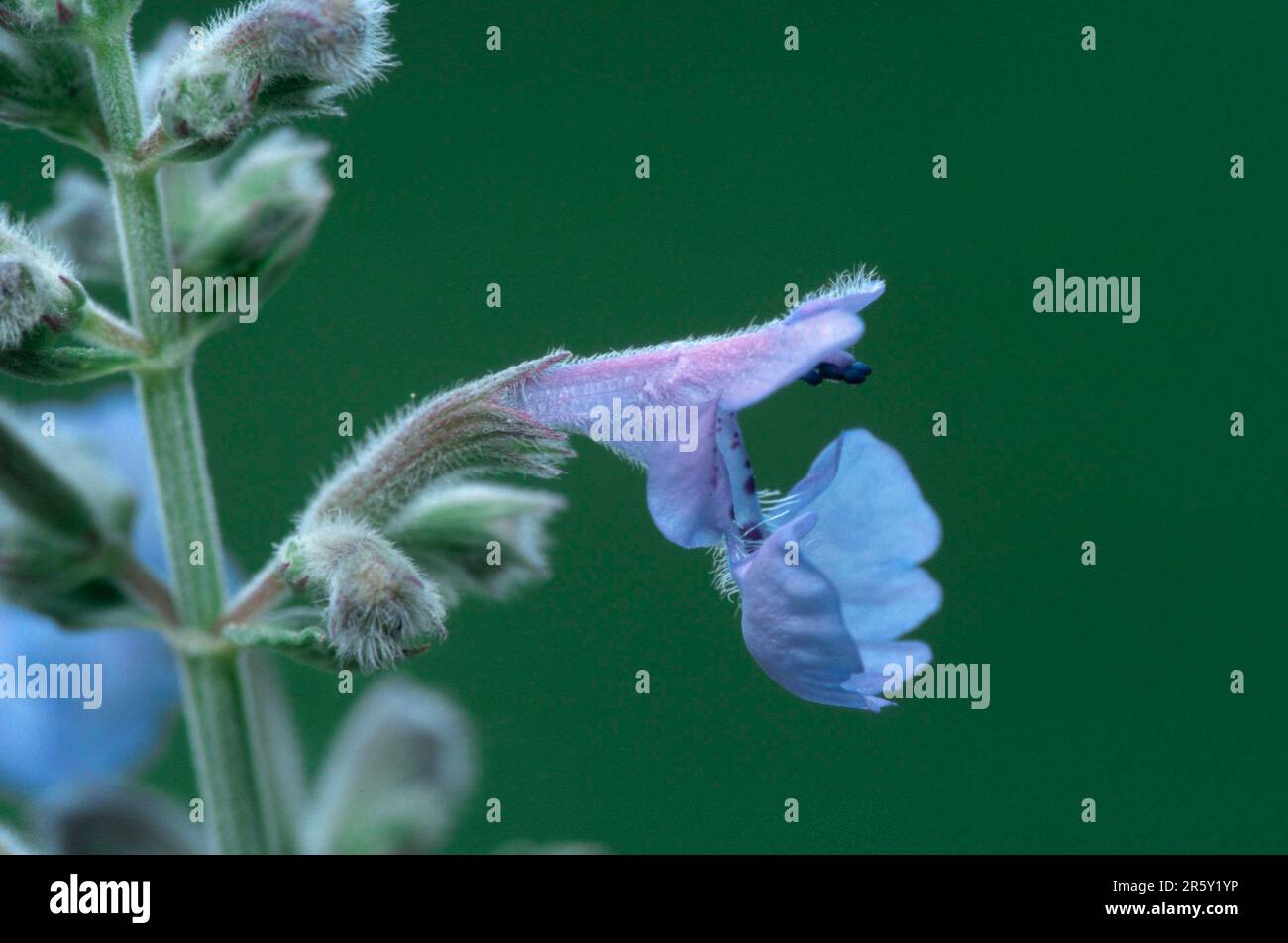 Ornamental Catmint (Labiatae), faassen's catnip (Nepeta faassenii ...