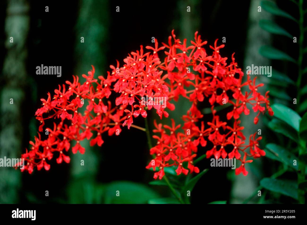 Renanthera orchid hi-res stock photography and images - Alamy