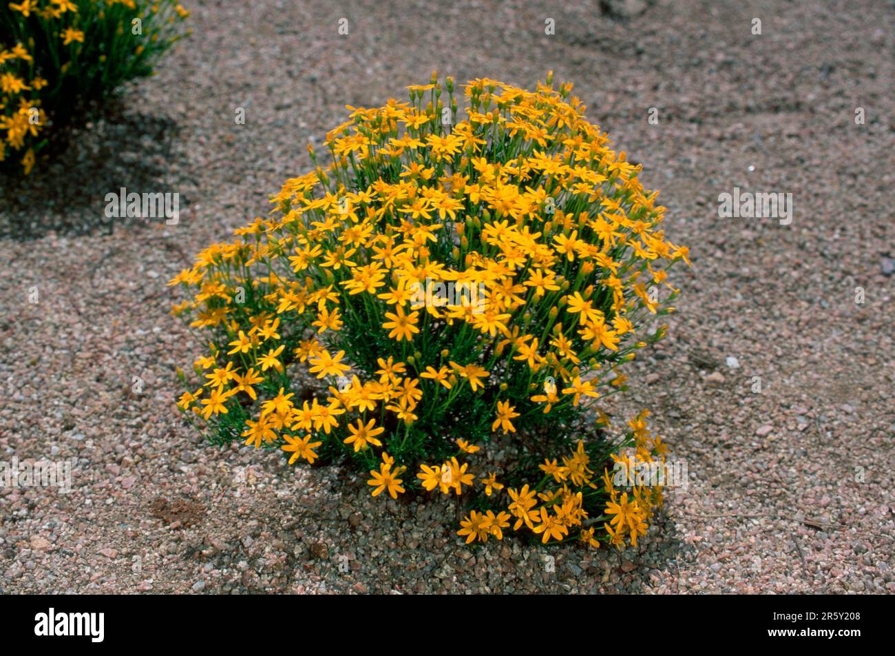 American groundsel hi-res stock photography and images - Alamy