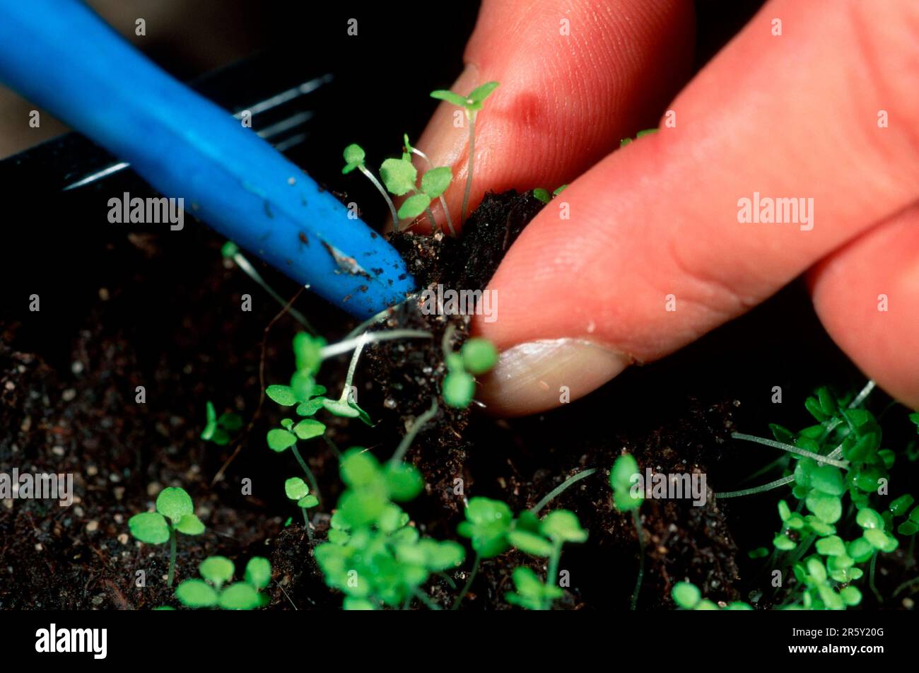 Pricking out seedlings from seed tray, Germany Stock Photo - Alamy