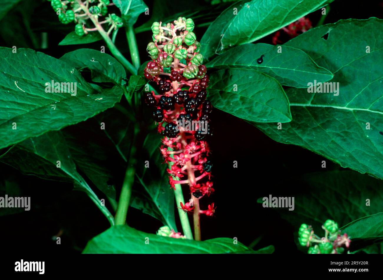 American Pokeweed (Phytolacca americana) in fruit Stock Photo - Alamy