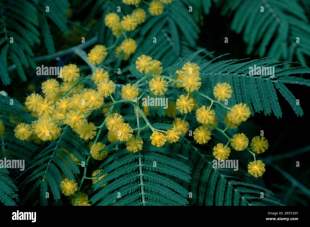 Silver wattle (Acacia dealbata Stock Photo - Alamy