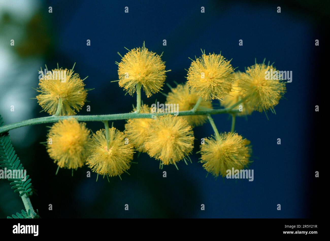 Silver wattle (Acacia dealbata Stock Photo - Alamy