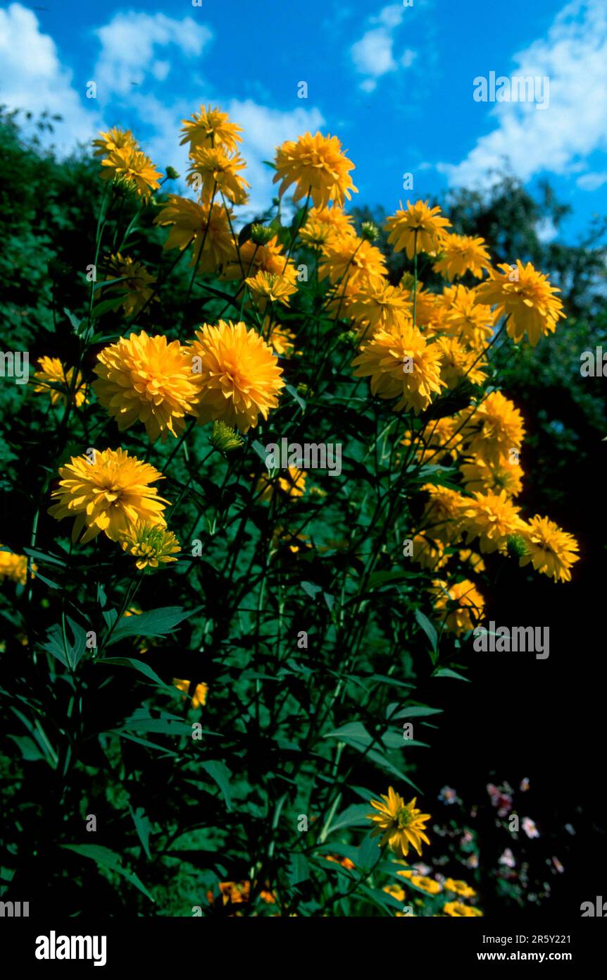 Orange sunflower, Heliopsis scabra Stock Photo - Alamy