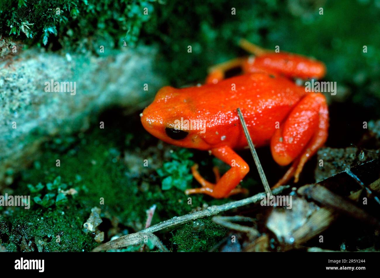 Golden golden mantella (Mantella aurantiaca), frogs, Madagascar Stock ...
