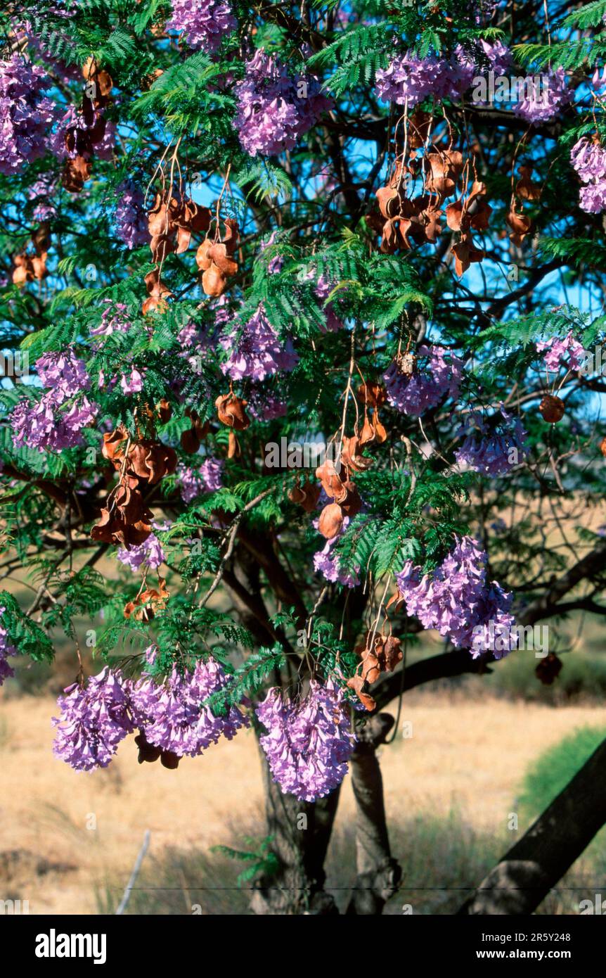 Blue Jacaranda (Jacaranda mimosifolia Stock Photo - Alamy