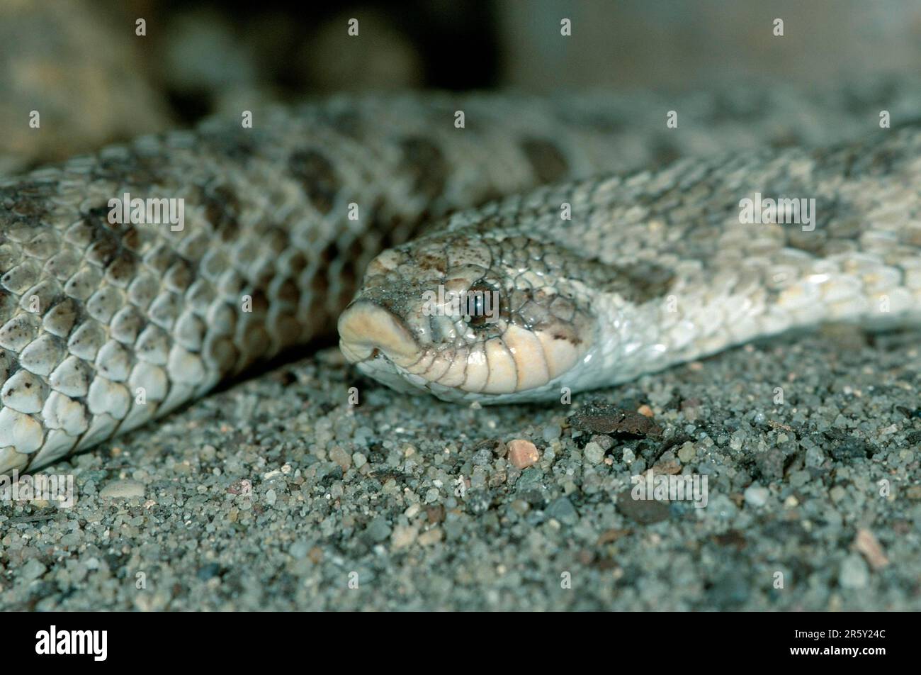 Western western hognose snake (Heterodon nasicus Stock Photo - Alamy