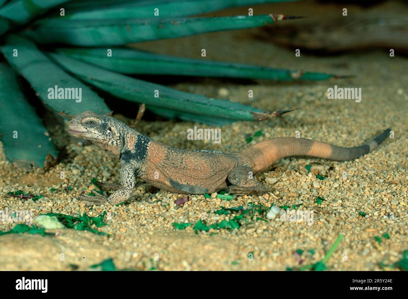 Baja Blue rock iguana (Petrosaurus thalassinus Stock Photo - Alamy