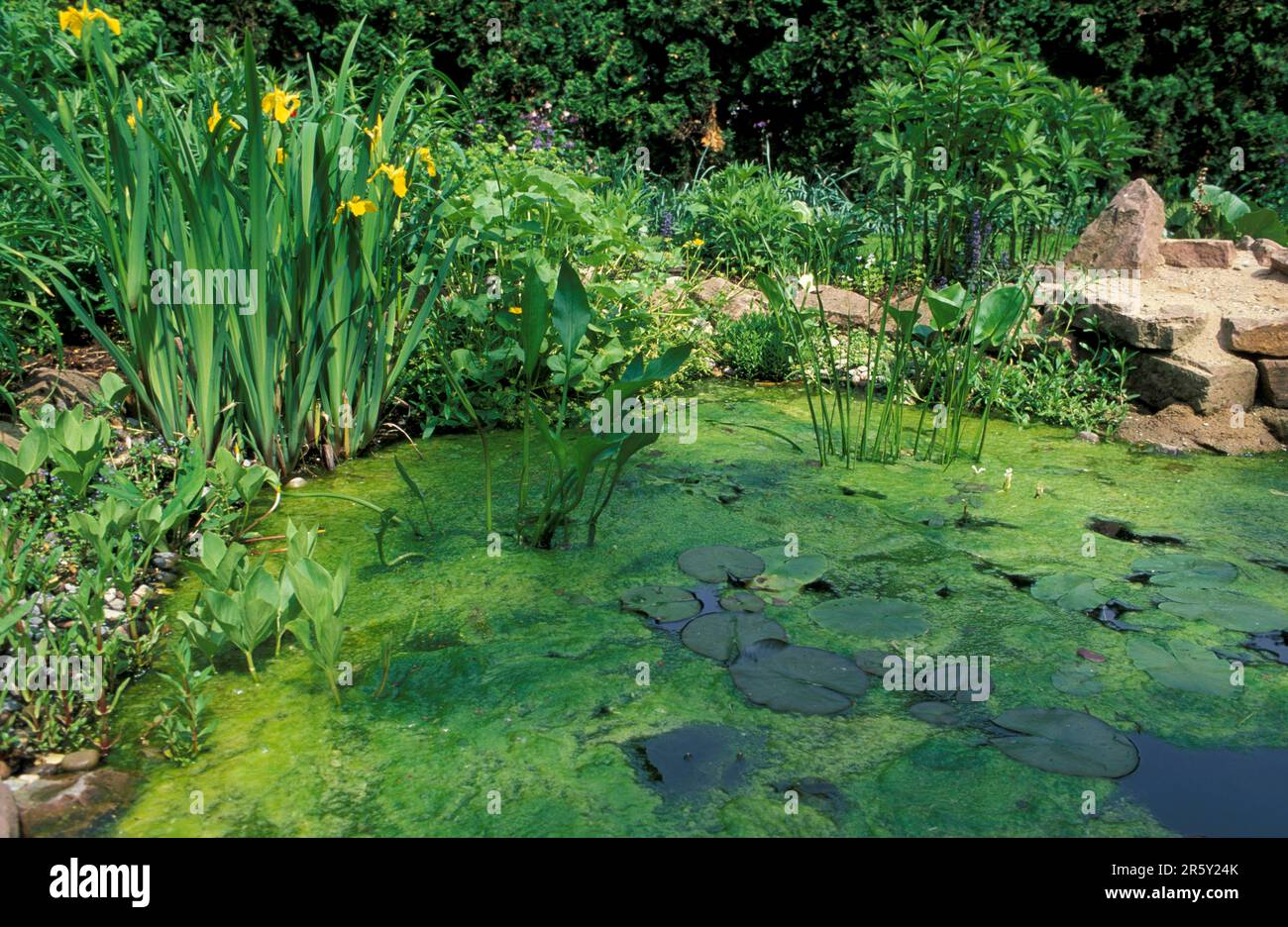 Blooming algae in the garden pond, Germany Stock Photo - Alamy