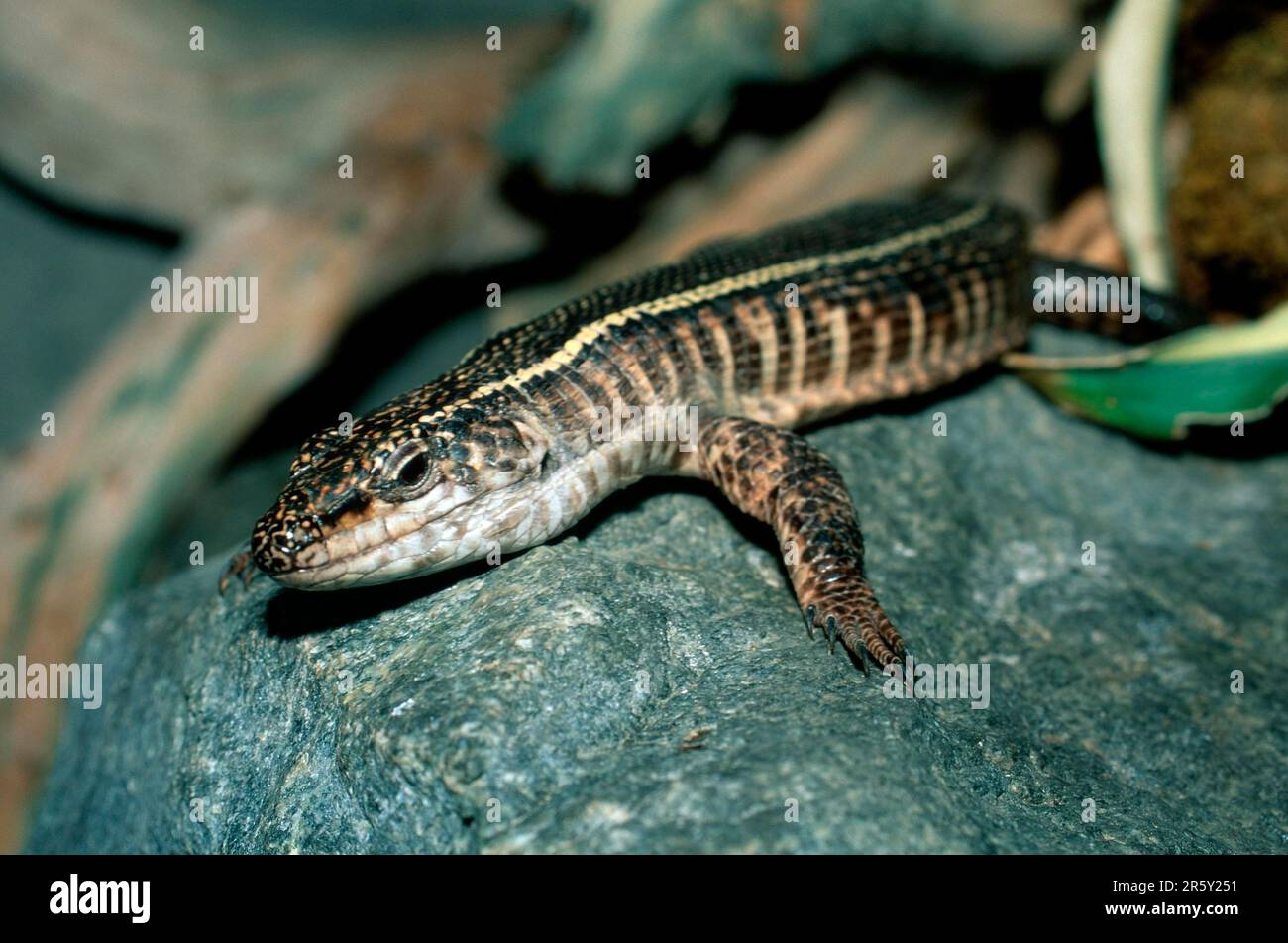 Giant Plated Lizard (Gerrhosaurus validus Stock Photo - Alamy