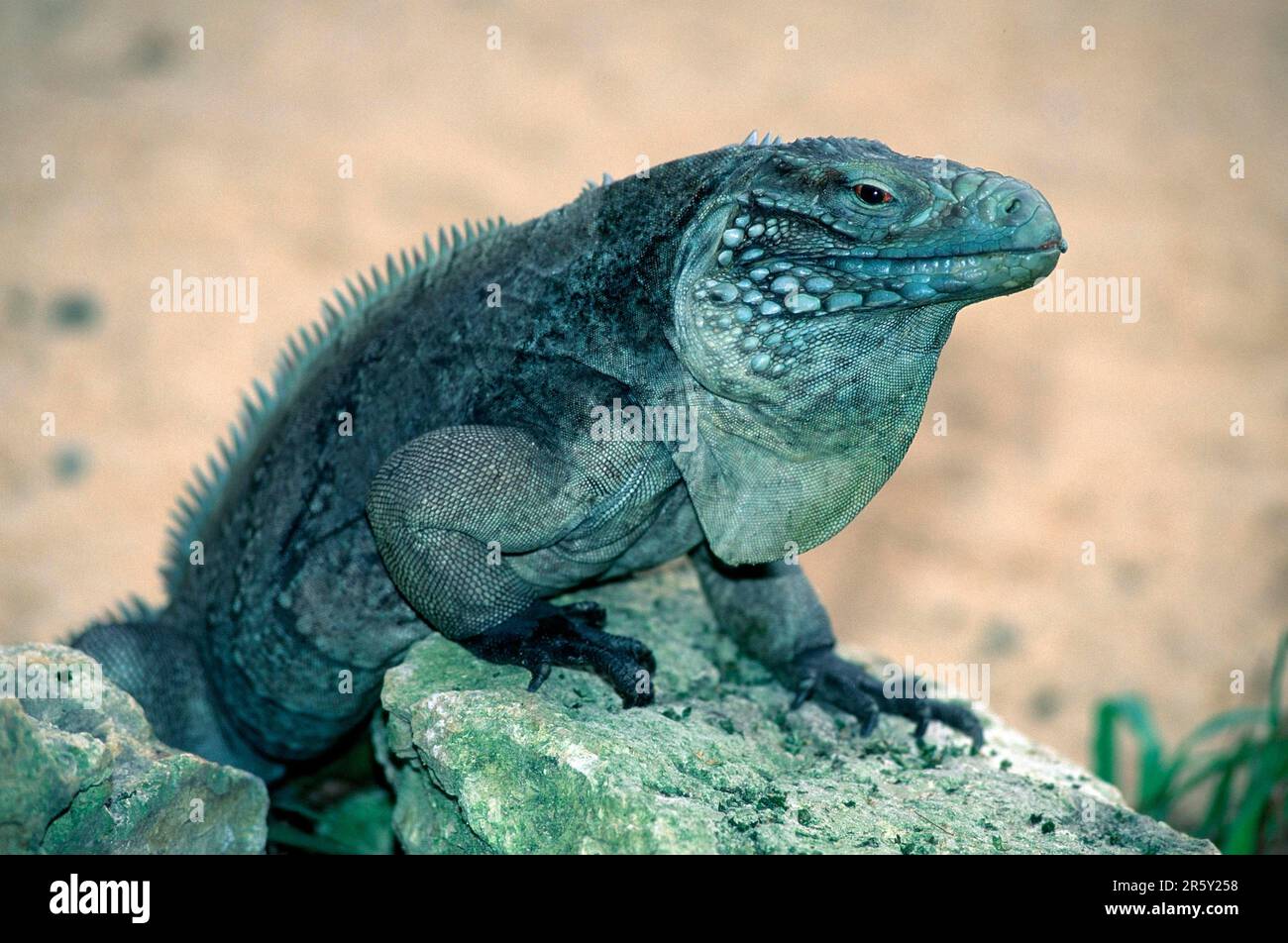 Grand Cayman blue iguana (Cyclura nubila lewisi), Caribbean Stock Photo ...
