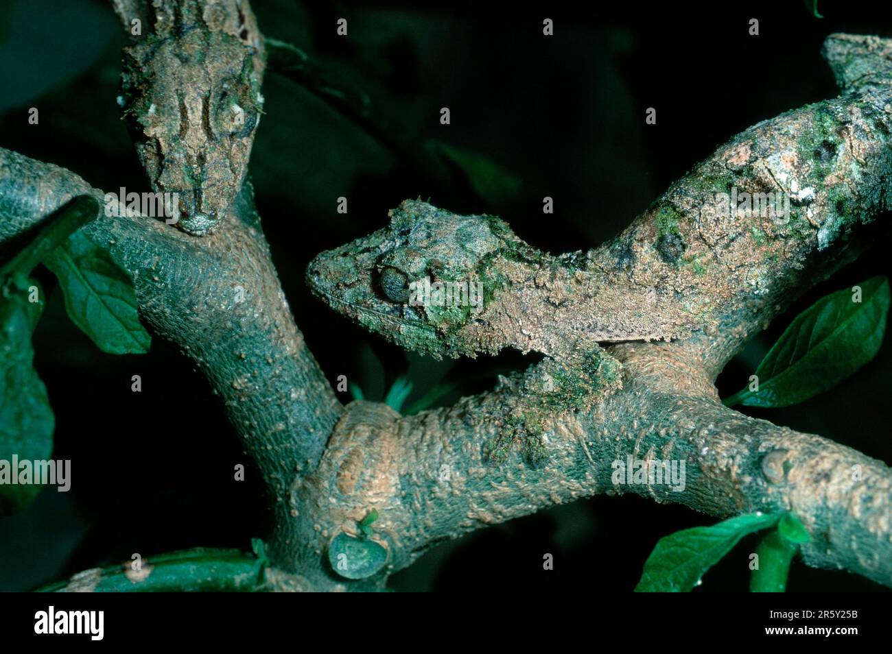 Leaf-tailed Gecko (Uroplatus guentheri), Madagascar Stock Photo - Alamy