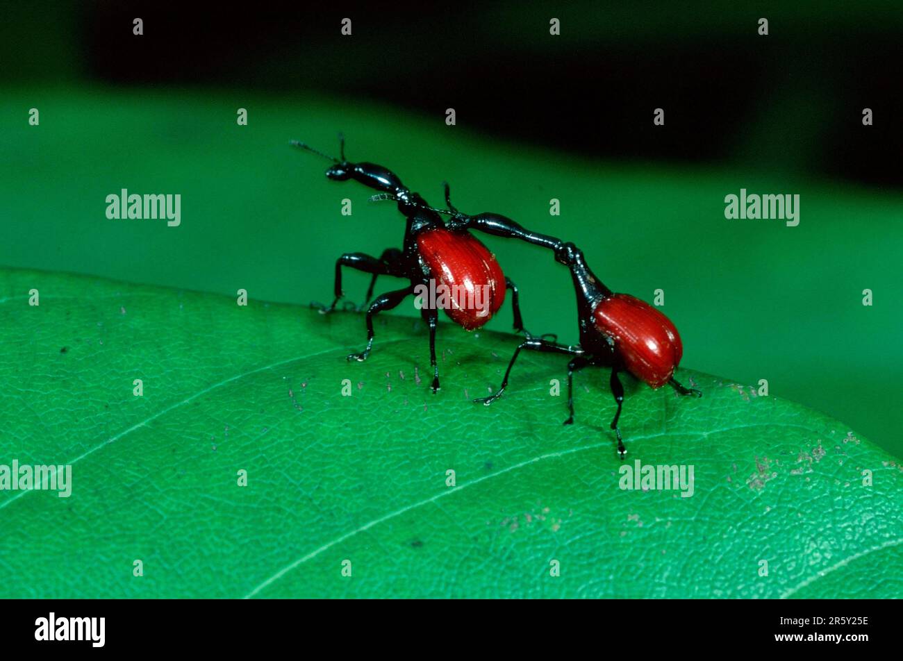 Giraffe weevil (Trachelophorus giraffa), pair, Giraffe beetle ...