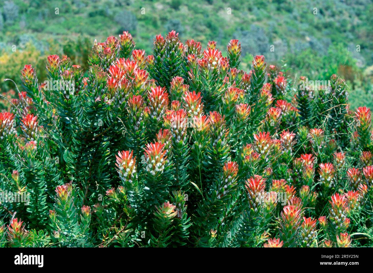 Common Pagoda, rooistompie (Mimetes cucullatus), Protea Stock Photo - Alamy