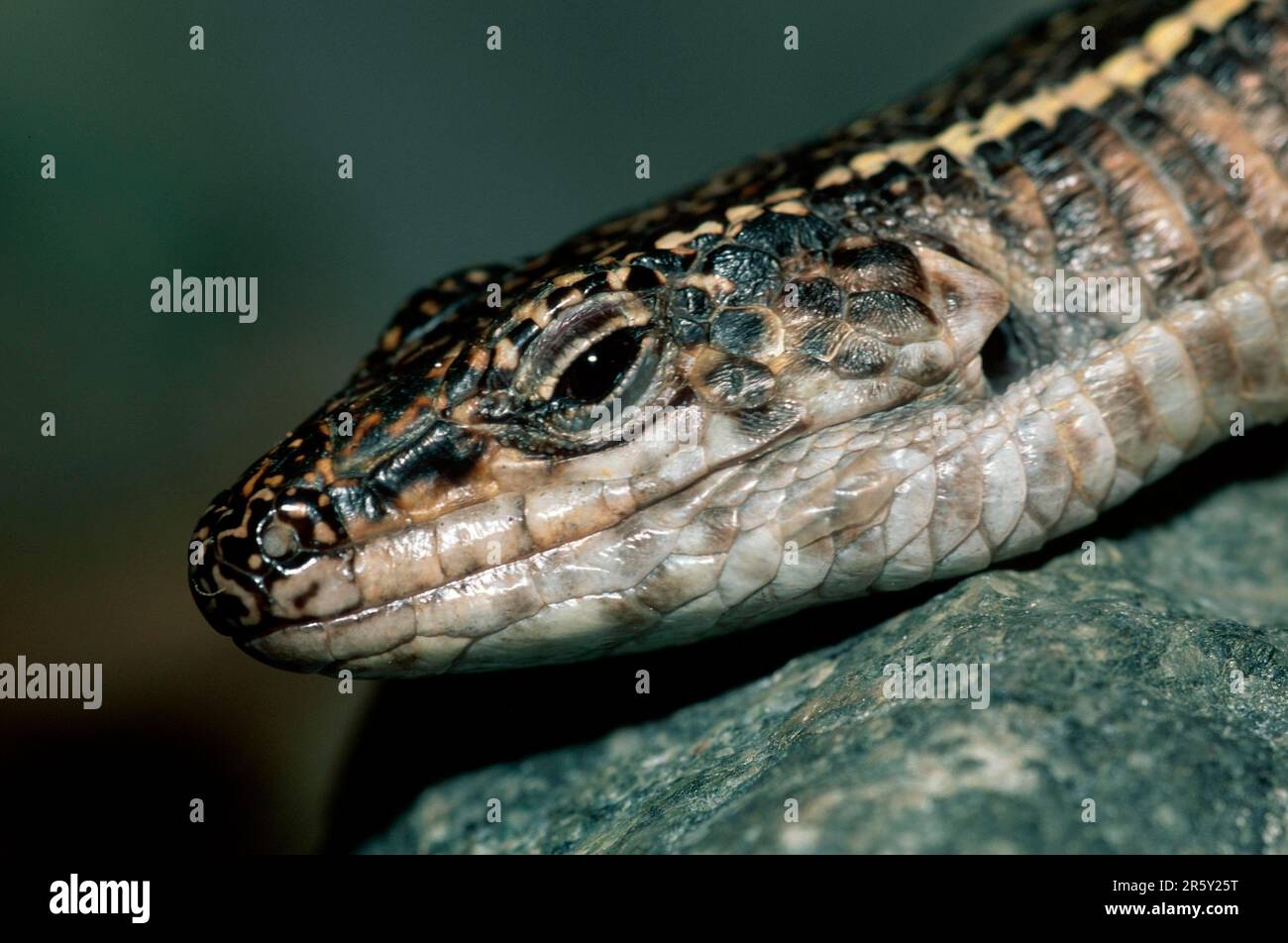 Giant Plated Lizard (Gerrhosaurus validus Stock Photo - Alamy