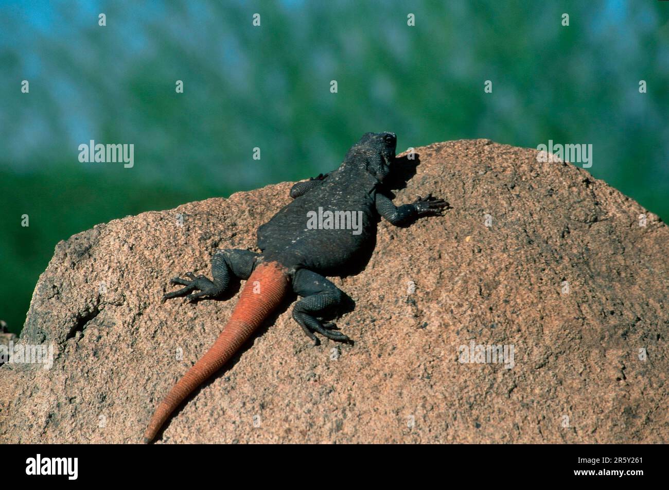 Common chuckwalla, Arizona (Sauromalus obeus), USA Stock Photo - Alamy