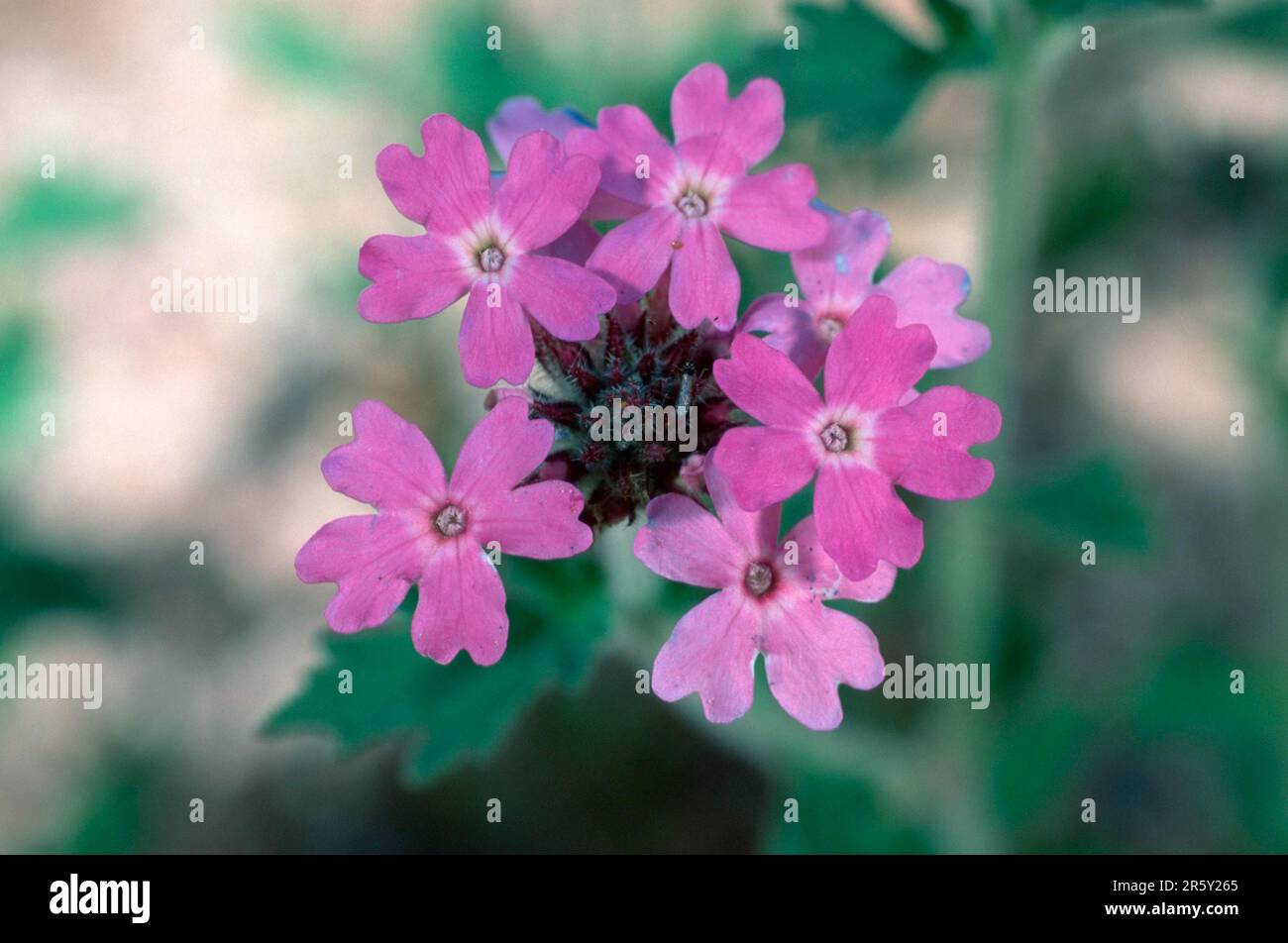 Vervain (Verbena gooddingii Stock Photo - Alamy