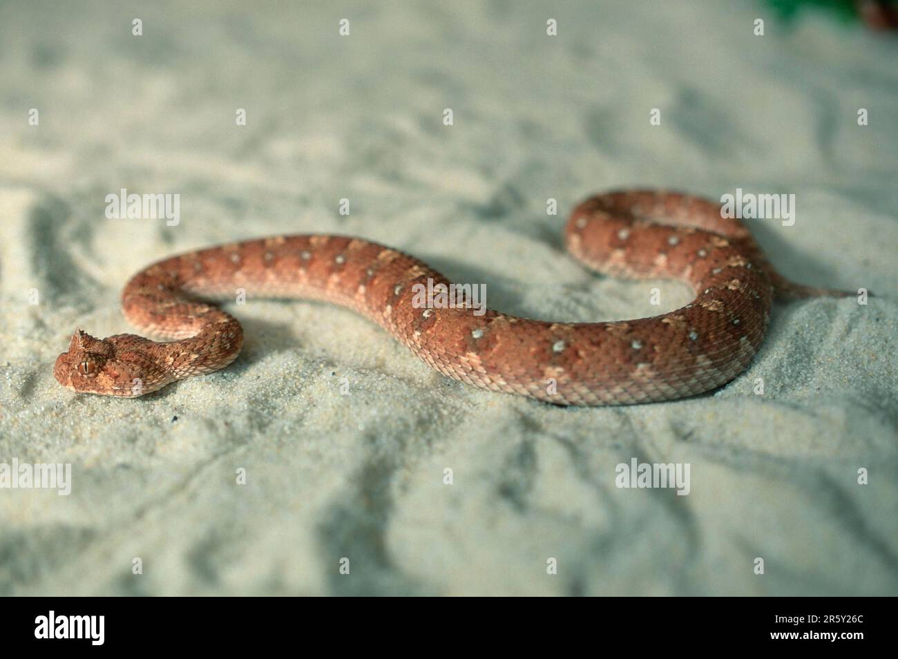 Horned Adder (Bitis caudalis Stock Photo - Alamy