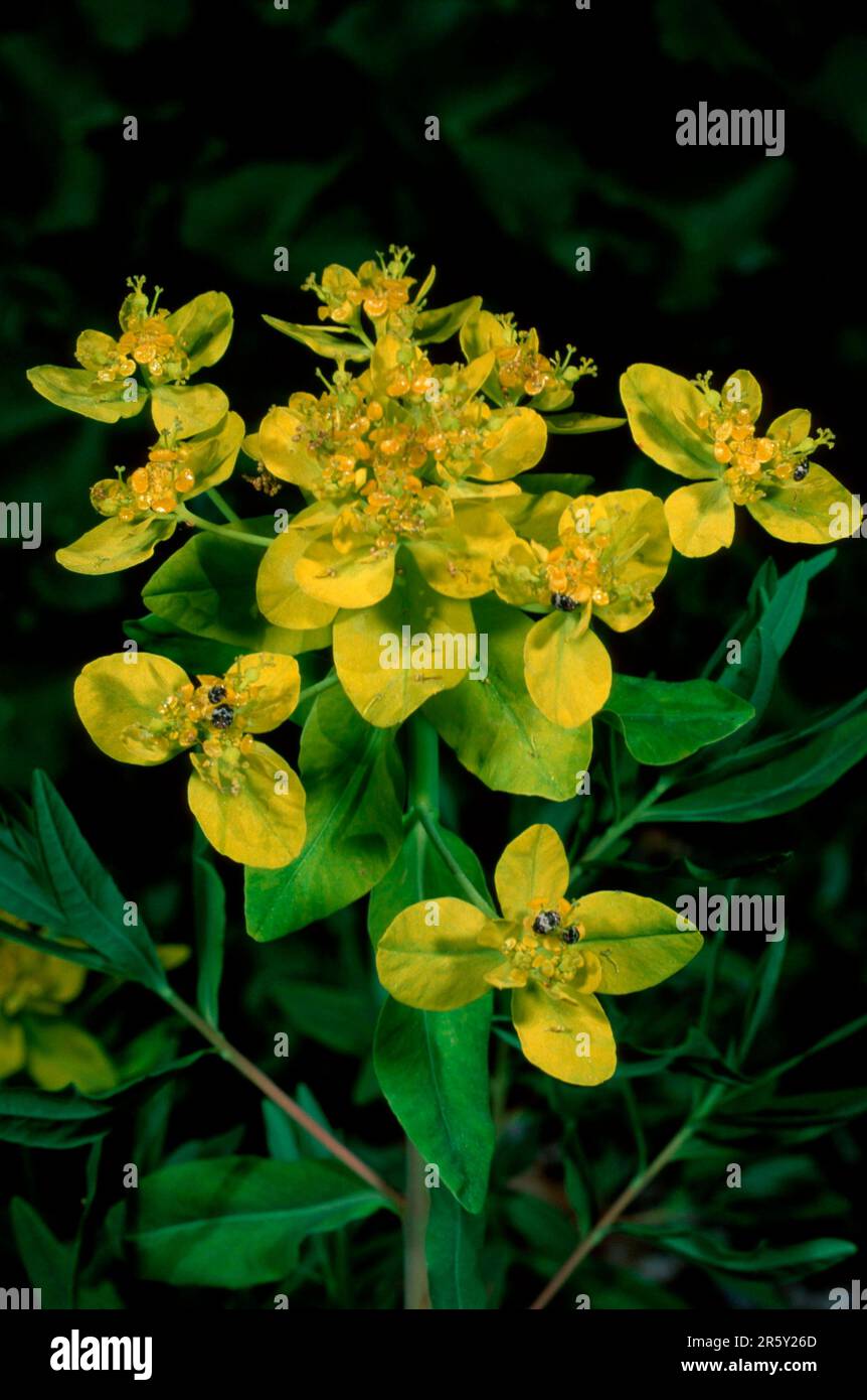 Marsh spurge (Euphorbia palustris Stock Photo - Alamy