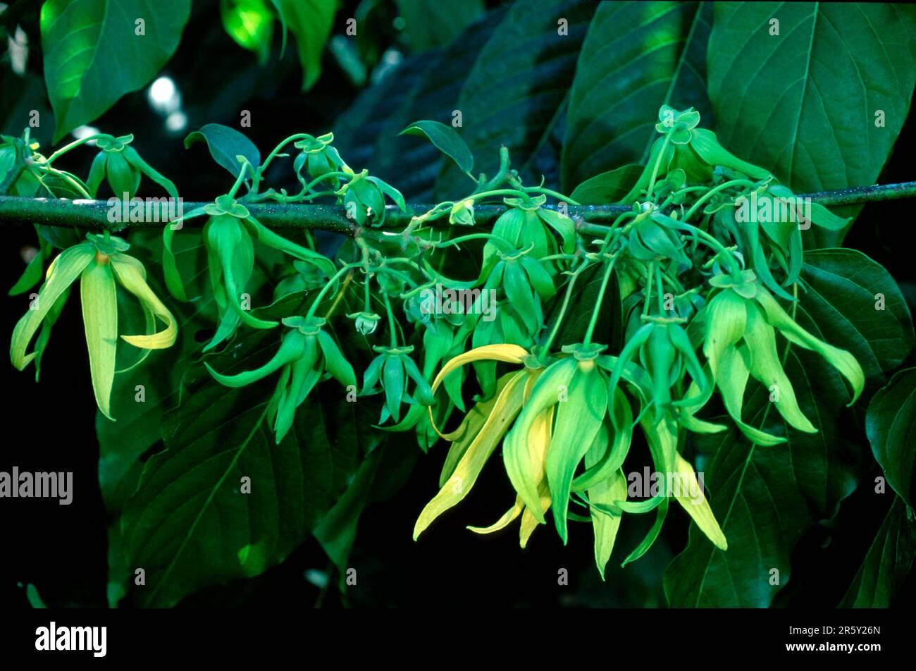 Alangilang tree, Madagascar (Cananga odorata Stock Photo - Alamy