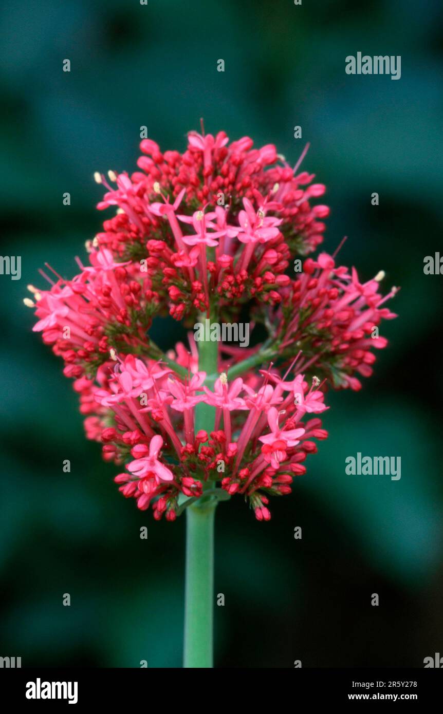 Red list of latin and greek words commonly used in systematic names ...