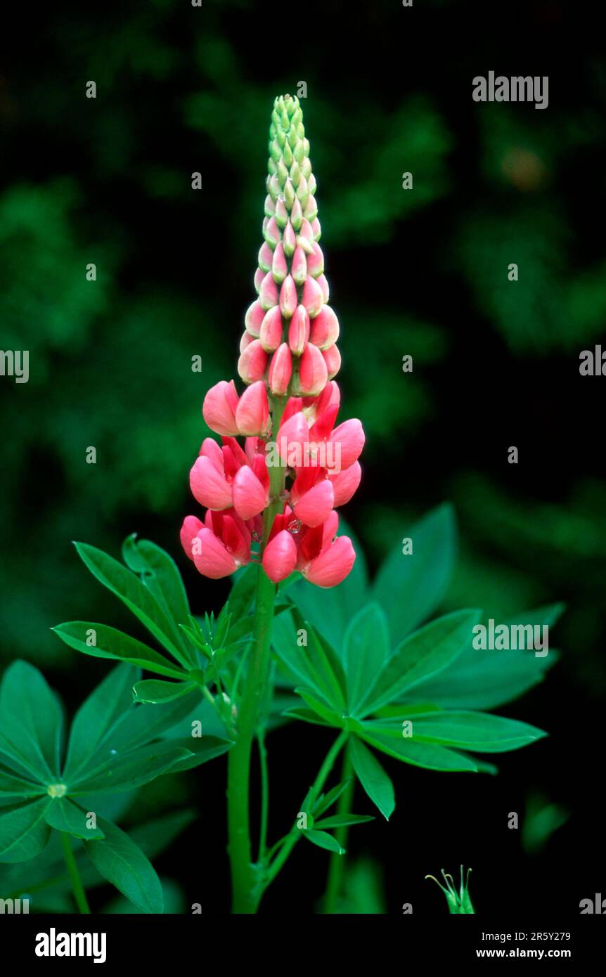Lupin (Lupinus polyphyllus Stock Photo - Alamy
