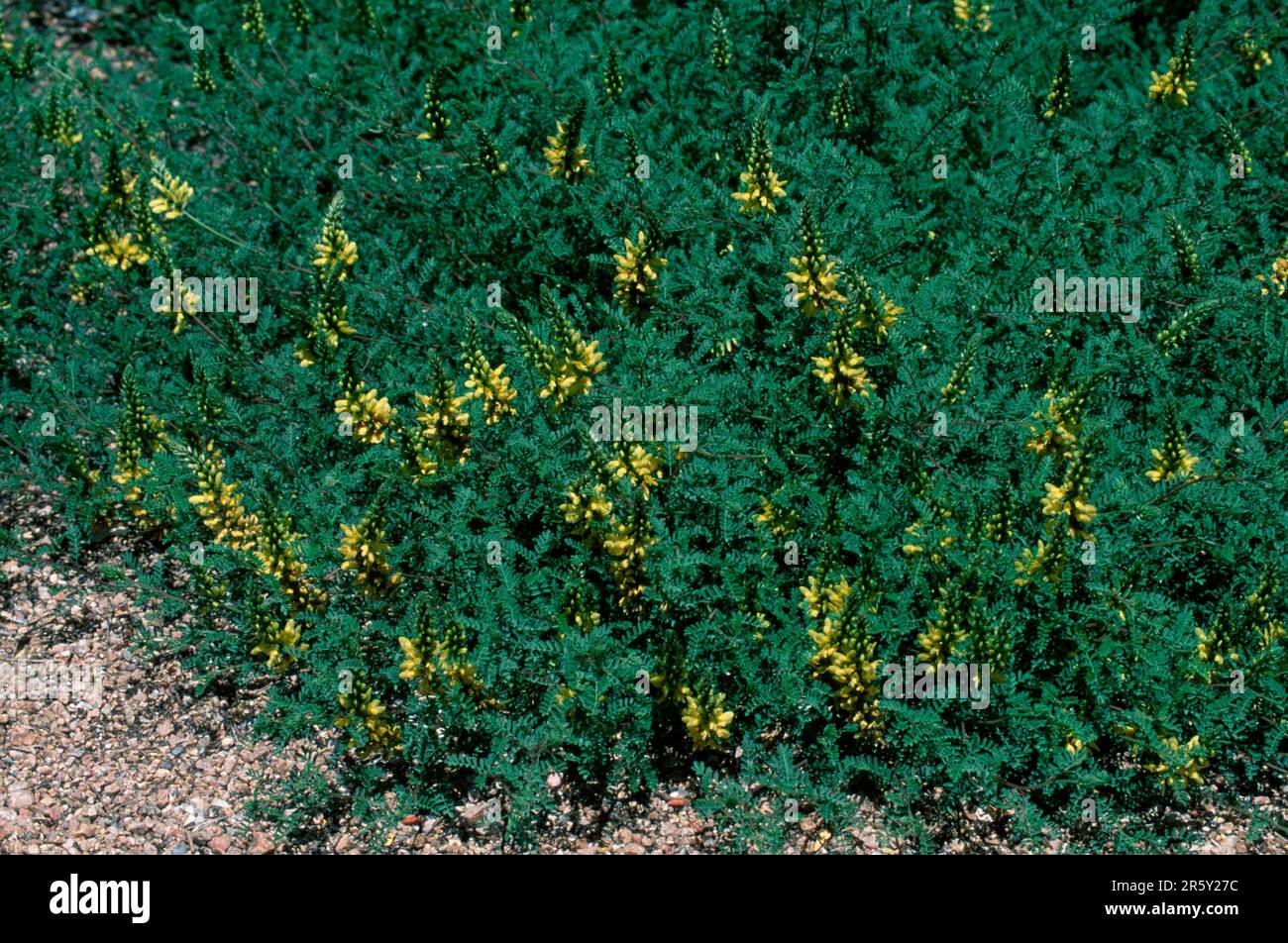 Yellow Trailing Dalea, Arizona, USA (Dalea capitata Stock Photo - Alamy
