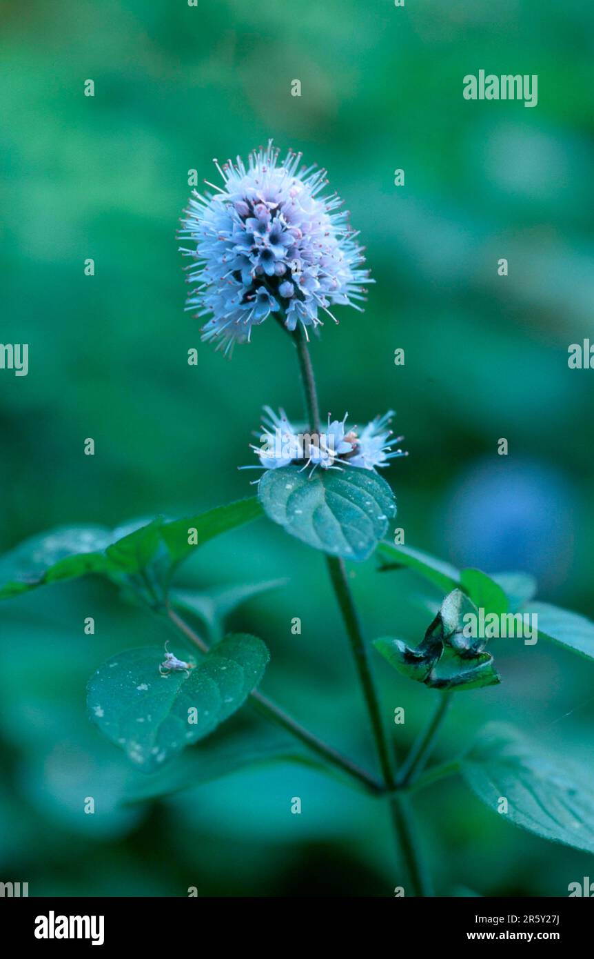 Water mint mentha aquatic hi-res stock photography and images - Alamy