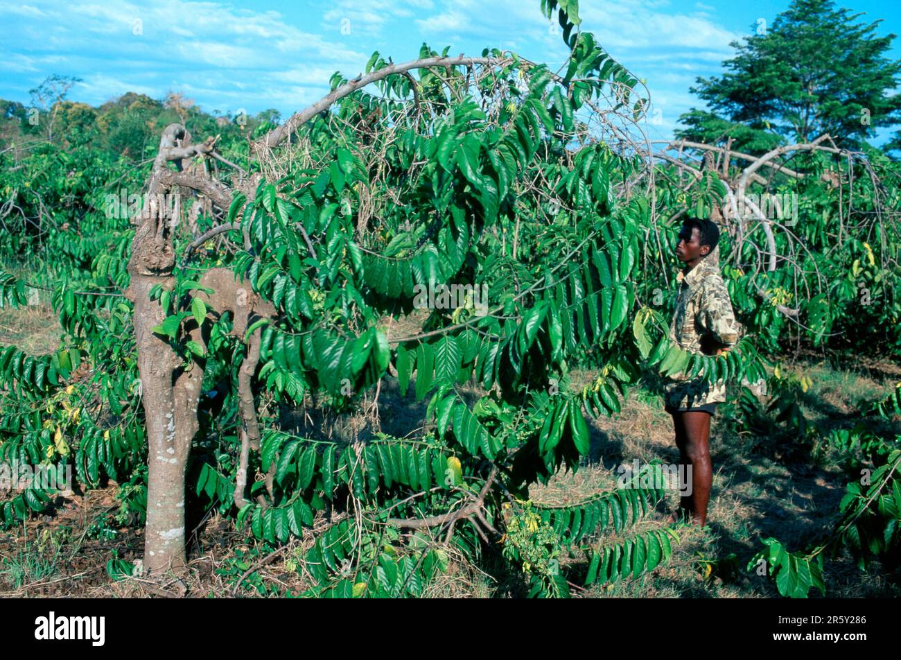 Alangilang tree, crops, orchid, Annonaceae, landscape, horizontal ...