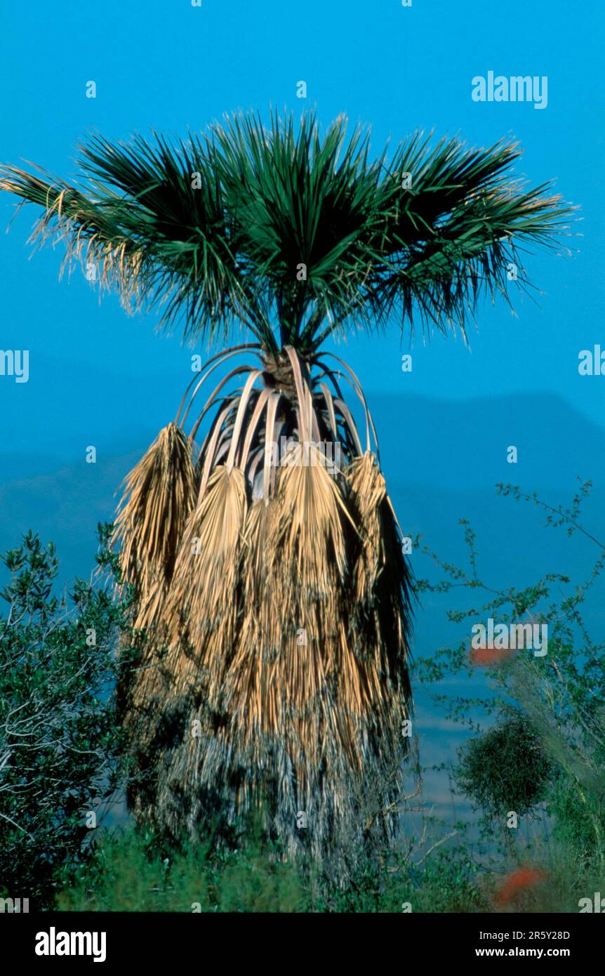 Desert Fan Palm, Arizona, USA (Washington filifera Stock Photo - Alamy