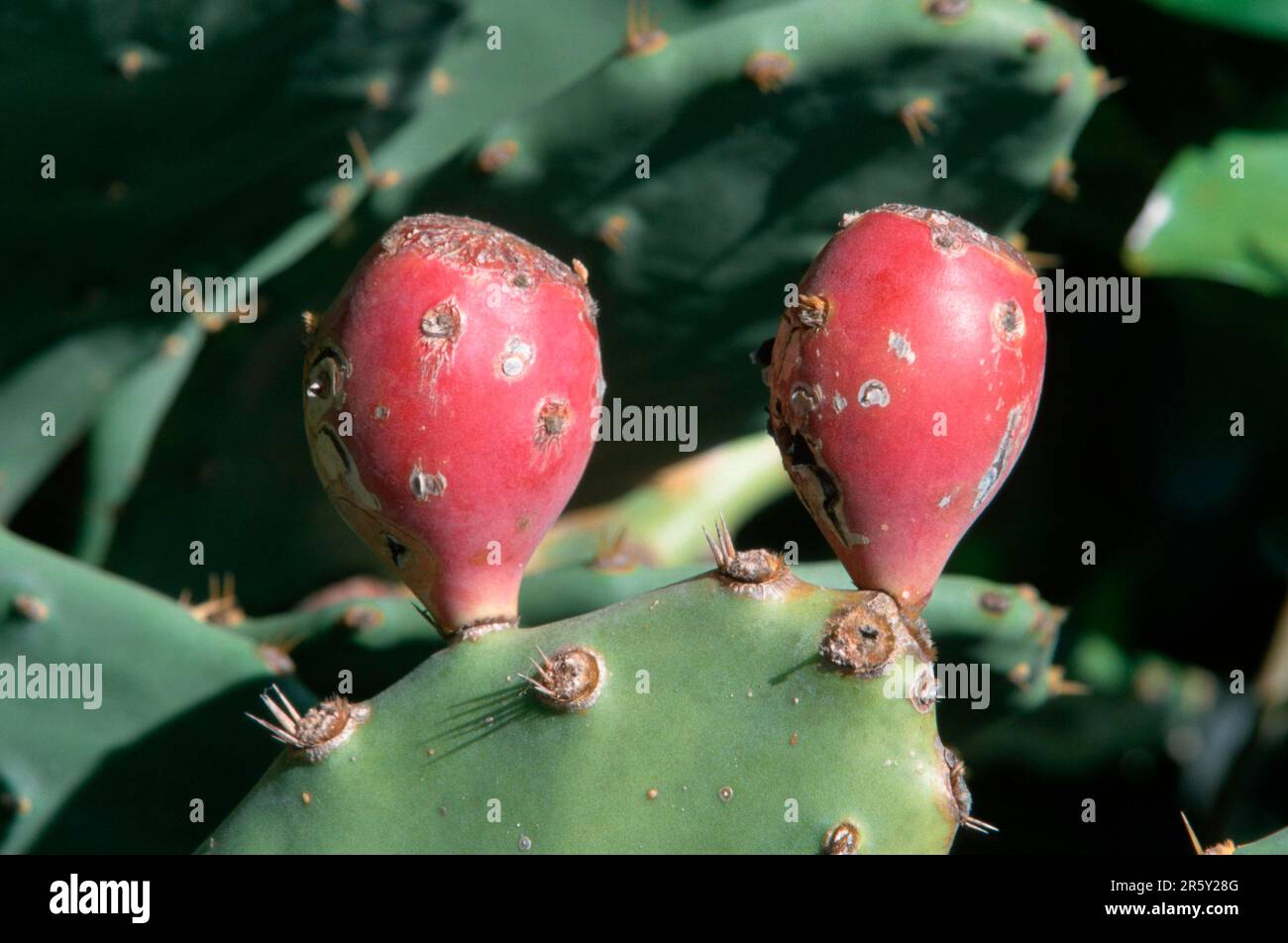 Florida cactus hi-res stock photography and images - Alamy