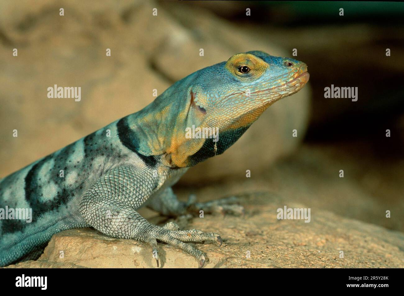 Baja Blue Rock Lizard (Petrosaurus thalassinus Stock Photo - Alamy