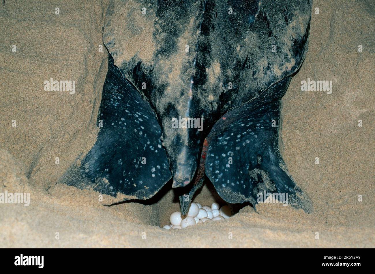 Leatherback sea turtle (Dermochelys coriacea), female laying eggs ...