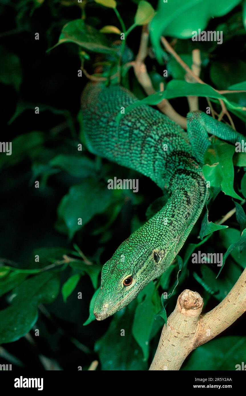 Green Tree Monitor (Varanus prasinus), Smaragdwaran Stock Photo - Alamy