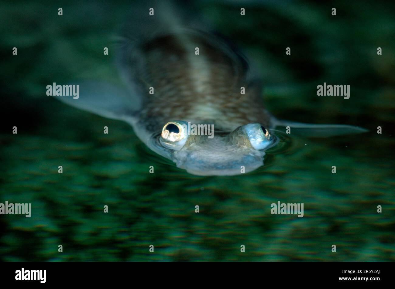 Four eyes anableps hi-res stock photography and images - Alamy