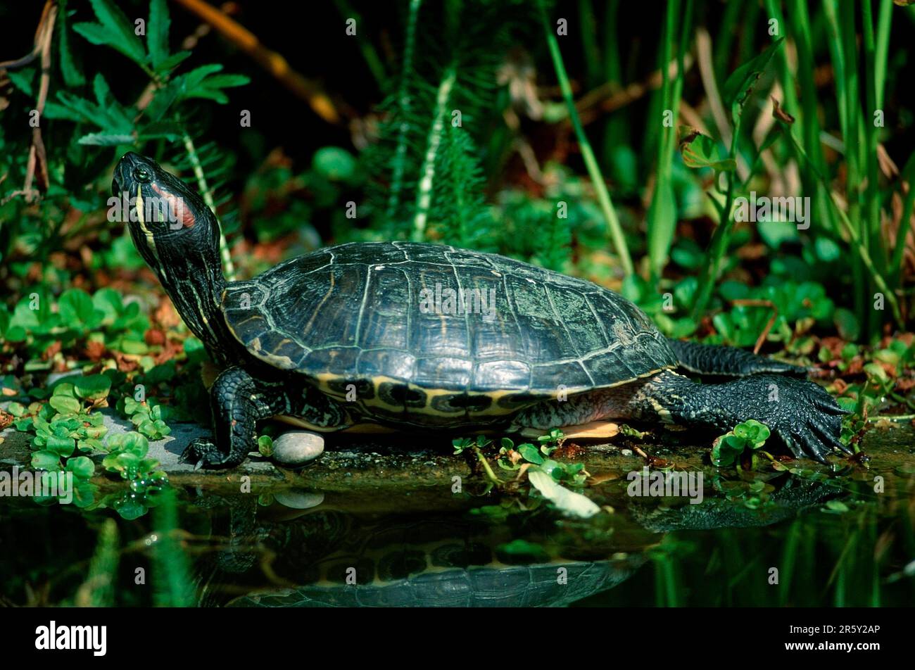 Red-eared Turtle (Trachemys scripta elegans) (Pseudemys scripta elegans ...