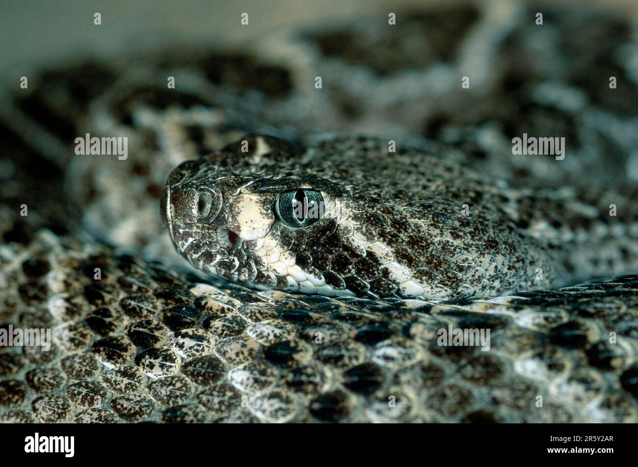 Western Rattlesnake, prairie rattlesnake (Crotalus viridis), Arizona ...