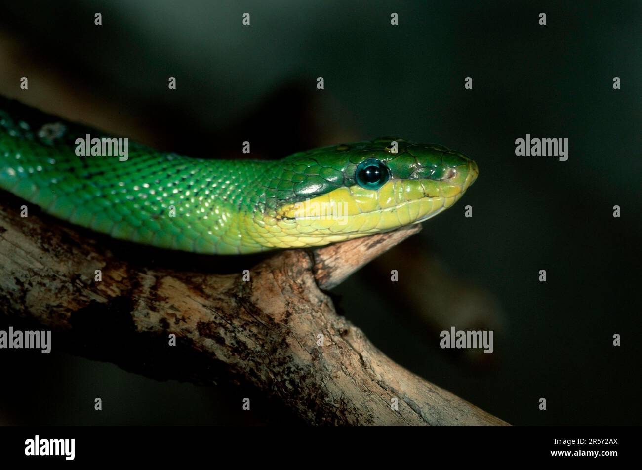 Red tailed green rat snake hi-res stock photography and images - Alamy
